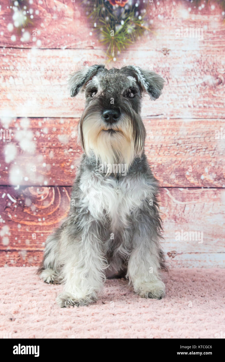 Mini schnauzer portrait Stock Photo - Alamy