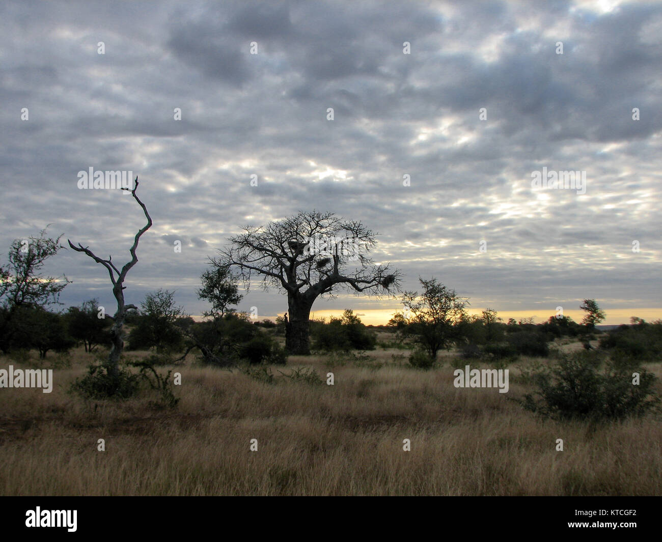Bushveld view with Baobab tree with a soft cloudy sky Stock Photo - Alamy