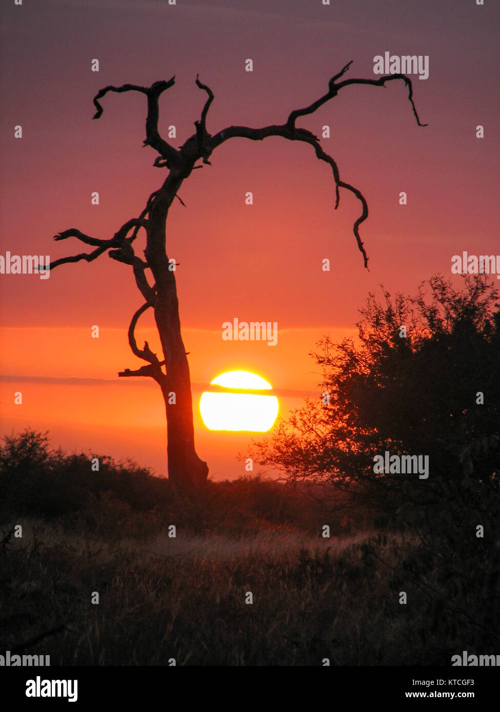 African Tree Silhouette Sunset