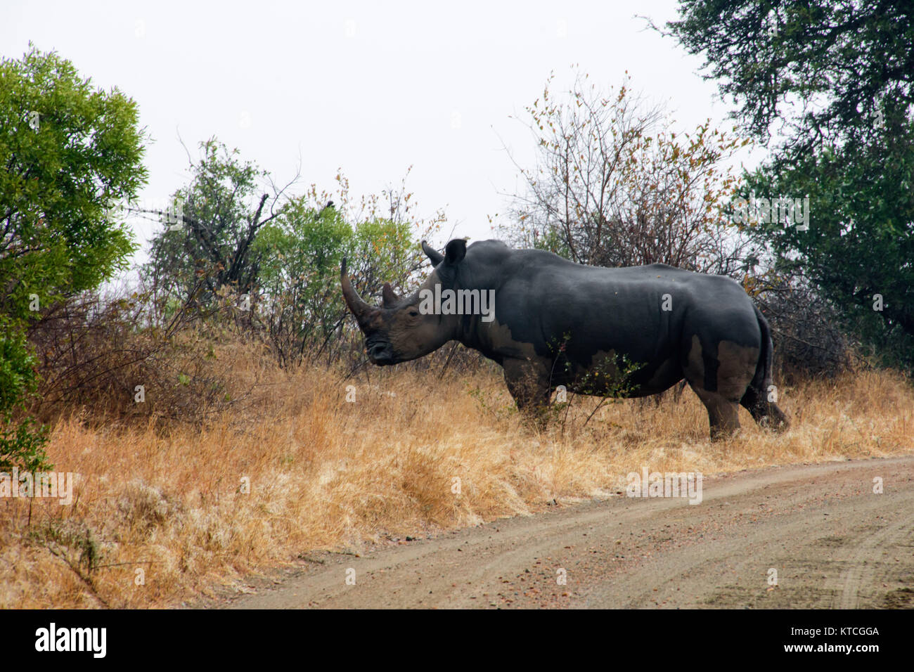 Rhino crossing the gravel road, standing next to the road in dry grass ...