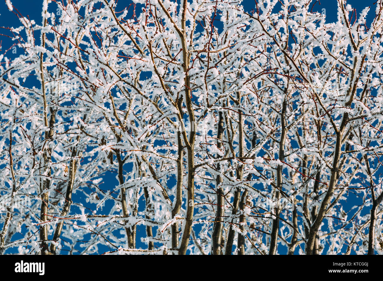 Branches covered with frost hi-res stock photography and images - Alamy