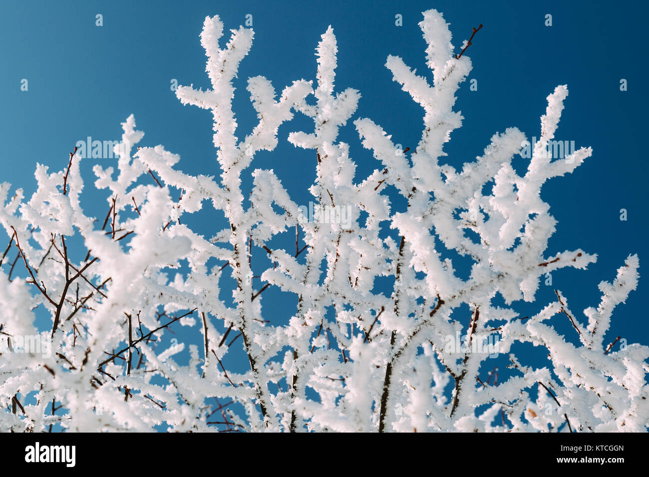 Tree branches covered with frost in winter Stock Photo - Alamy
