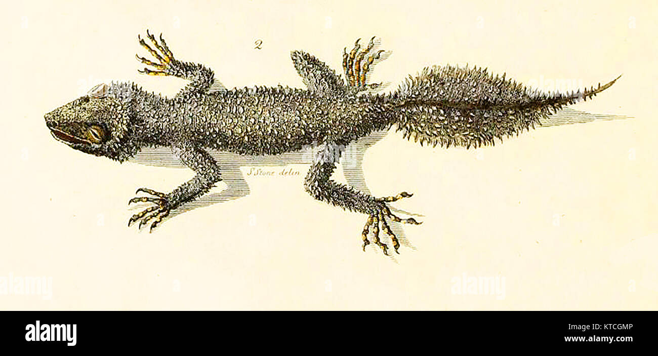 Australian native lizards hi-res stock photography and images - Alamy