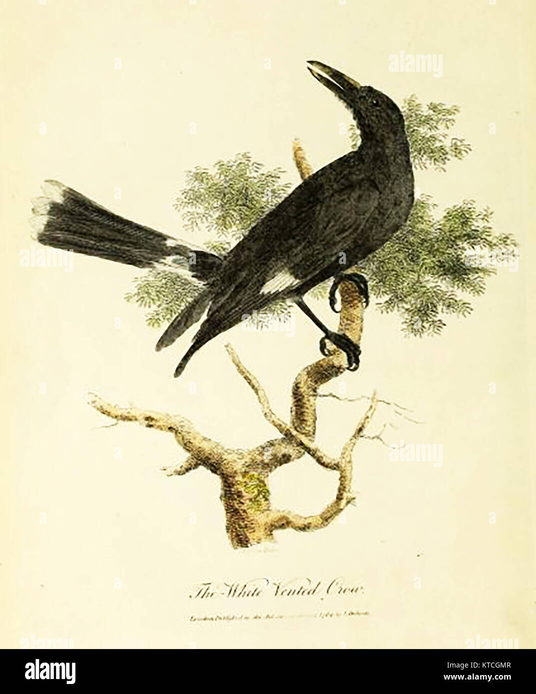 Australian crows hi-res stock photography and images - Alamy