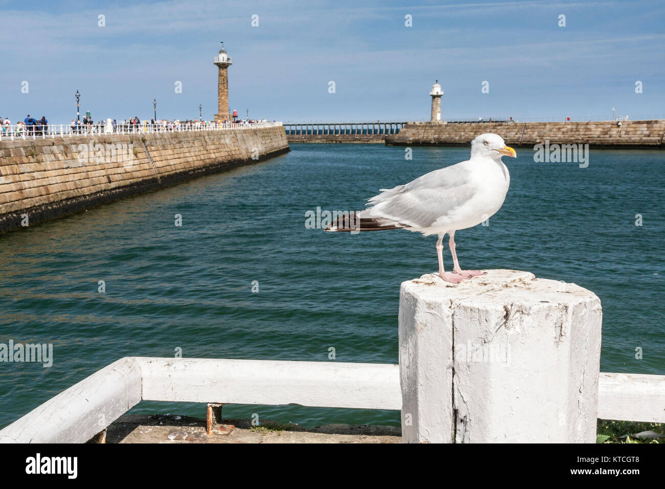 Whitby bird hi-res stock photography and images - Alamy