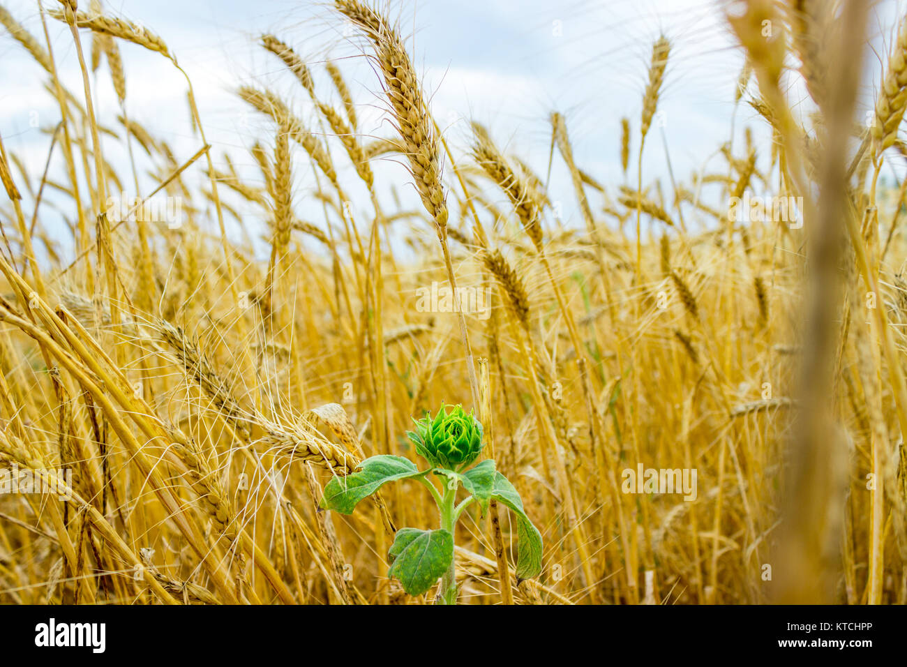 flower of sunflower in a field of wheat Stock Photo - Alamy