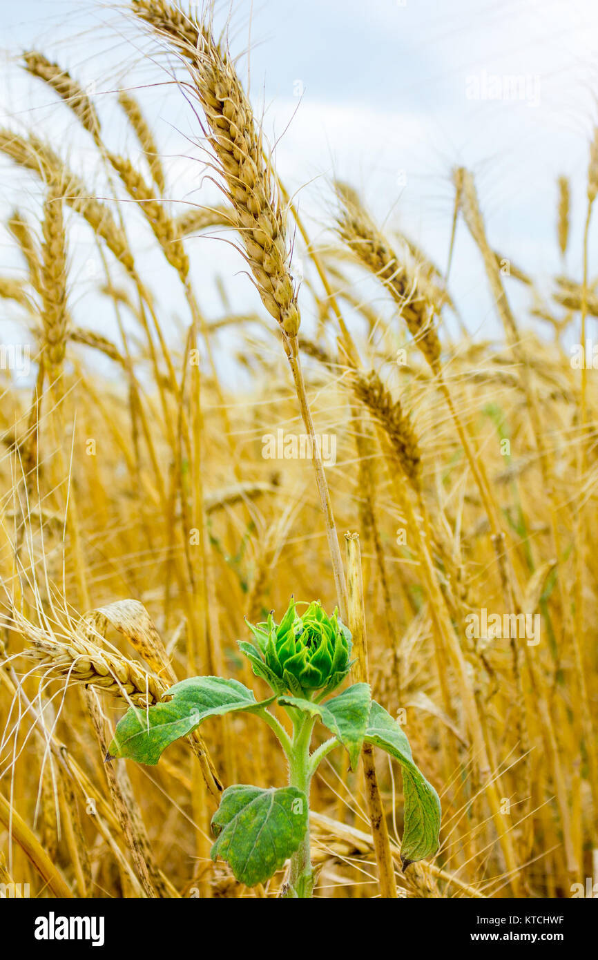 flower of sunflower in a field of wheat Stock Photo - Alamy