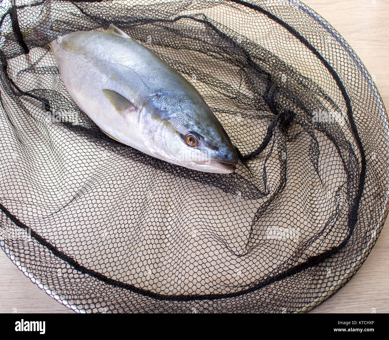 Fresh tuna fish has got to the net Stock Photo - Alamy