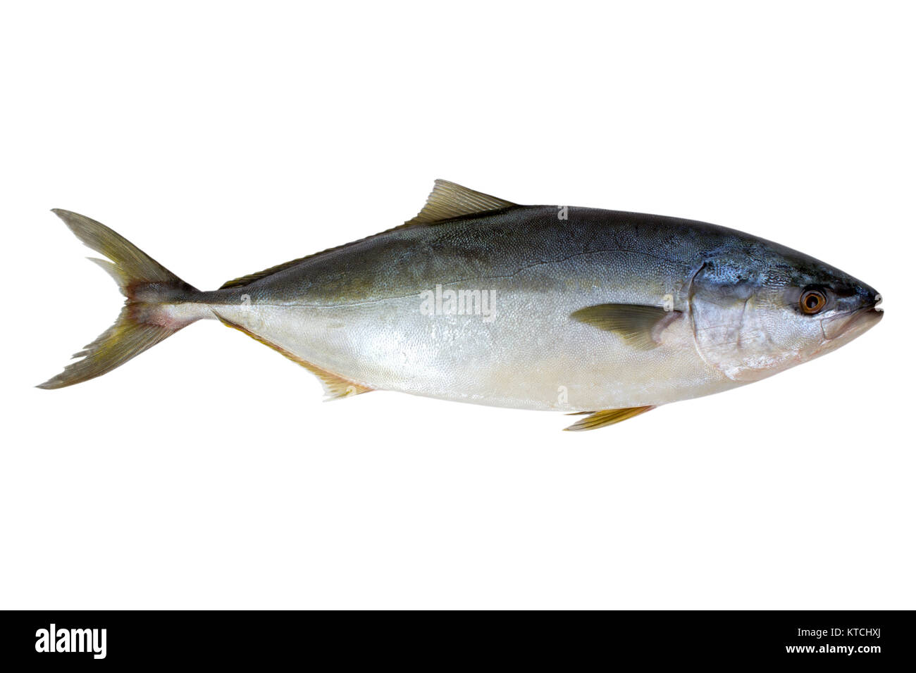 Fresh tuna fish isolated on white background Stock Photo - Alamy