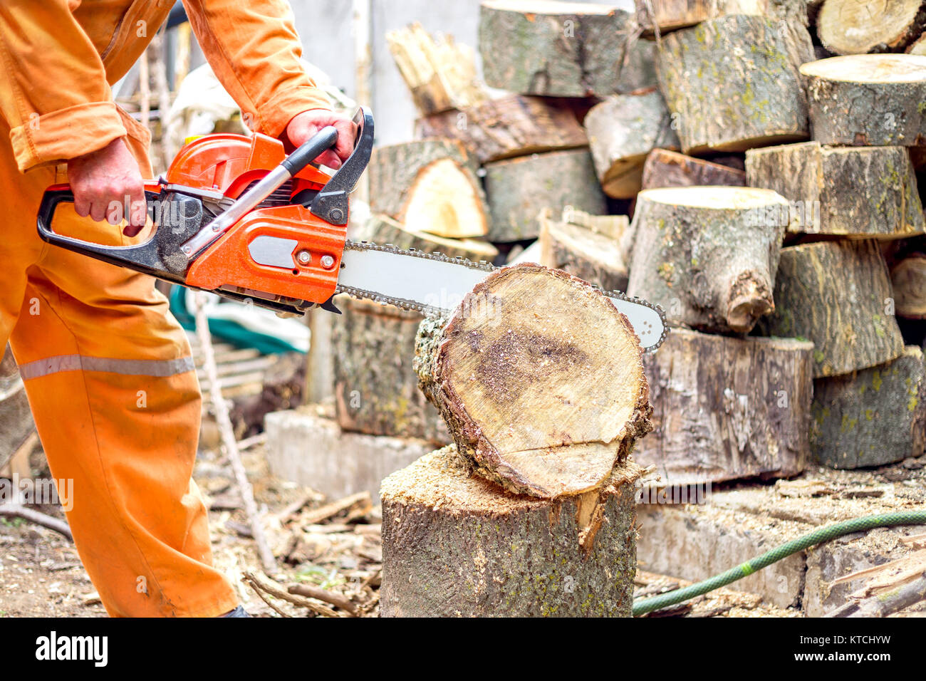 Lumberjack worker in full protective gear cutting firewood in forest ...