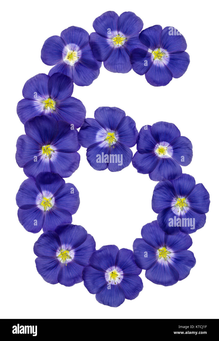 Arabic numeral 6, six, from blue flowers of flax, isolated on white ...