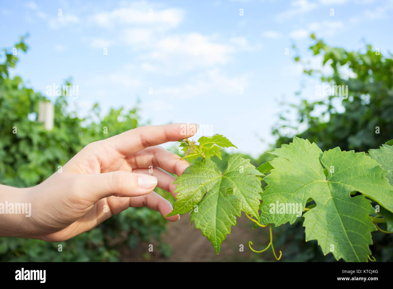 The girl's hands touch the harvest of the grapes. Vines in Hand with ...