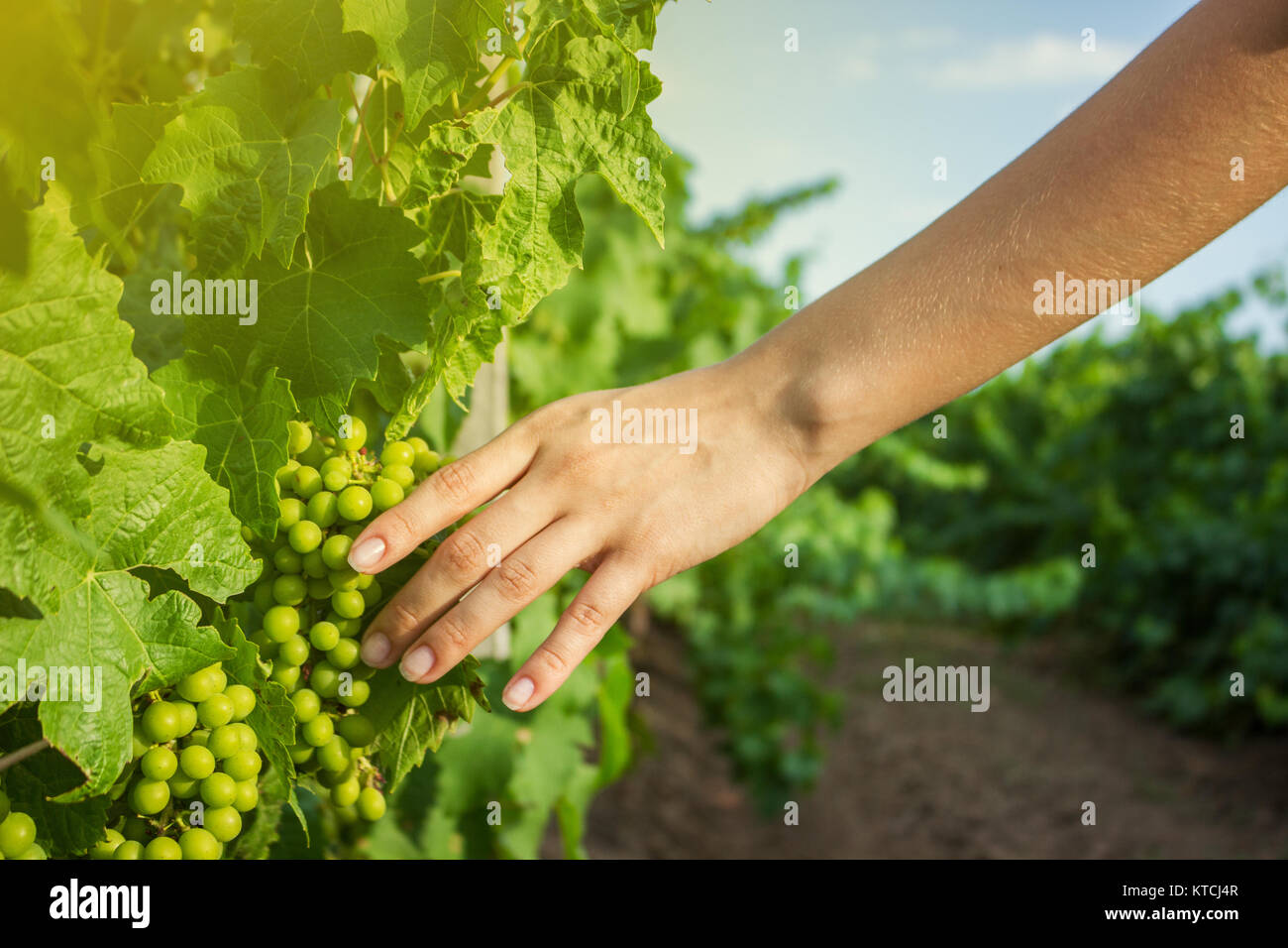 The girl's hands touch the harvest of the grapes. Vines in Hand with ...