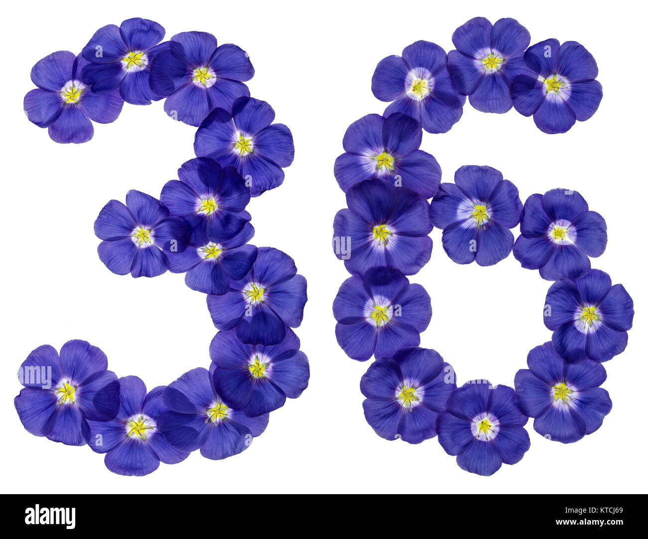 Arabic numeral 36, thirty six, from blue flowers of flax, isolated on ...