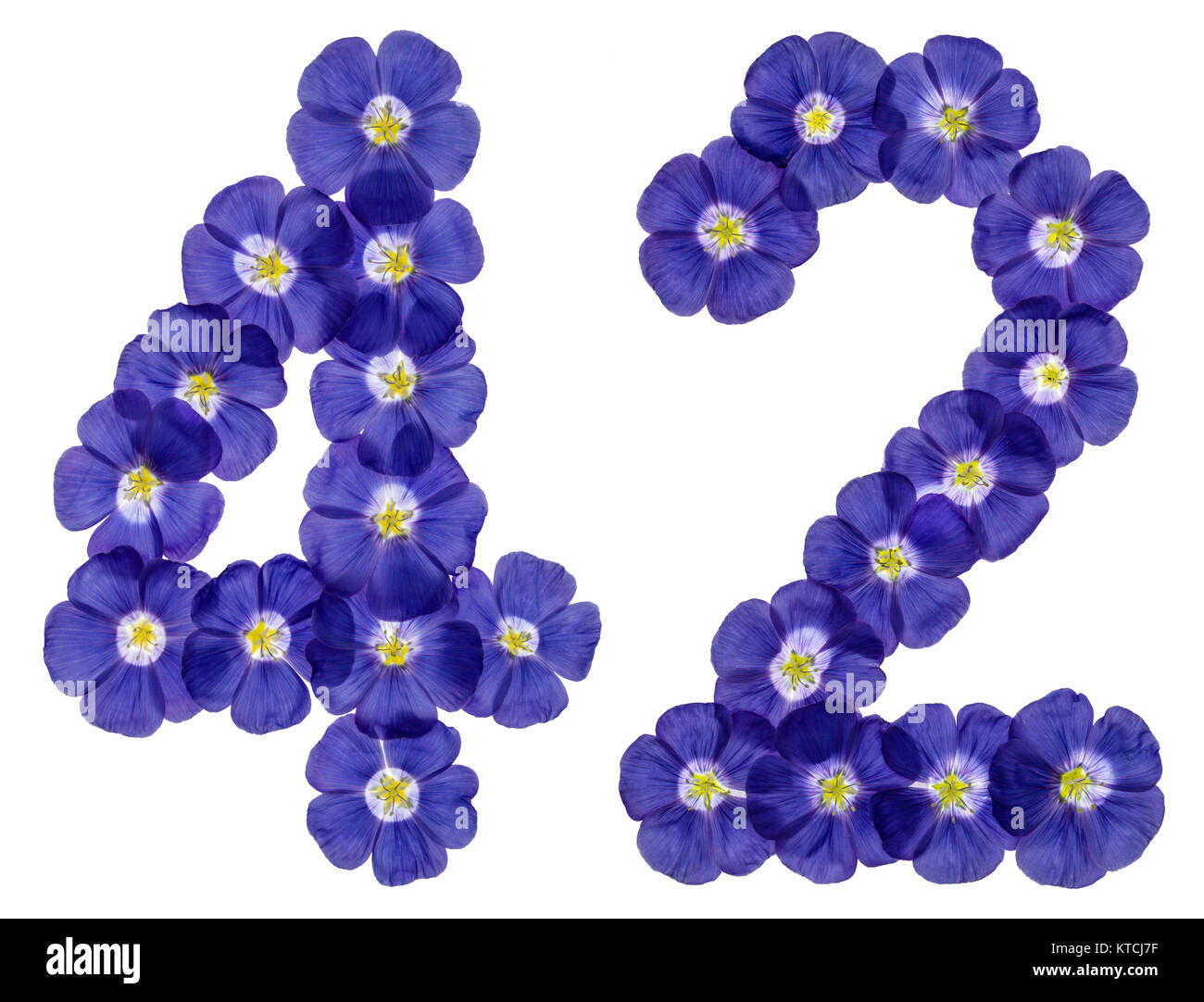Arabic numeral 42, forty two, from blue flowers of flax, isolated on ...