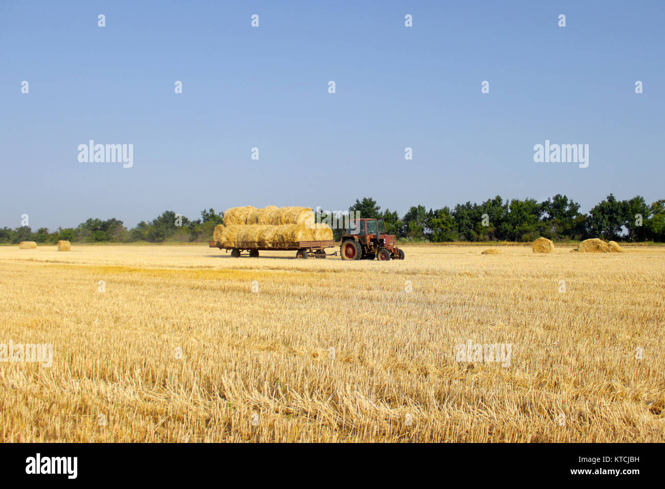 Tractor with hay. The tractor carrying hay. Bales of hay stacked in the ...