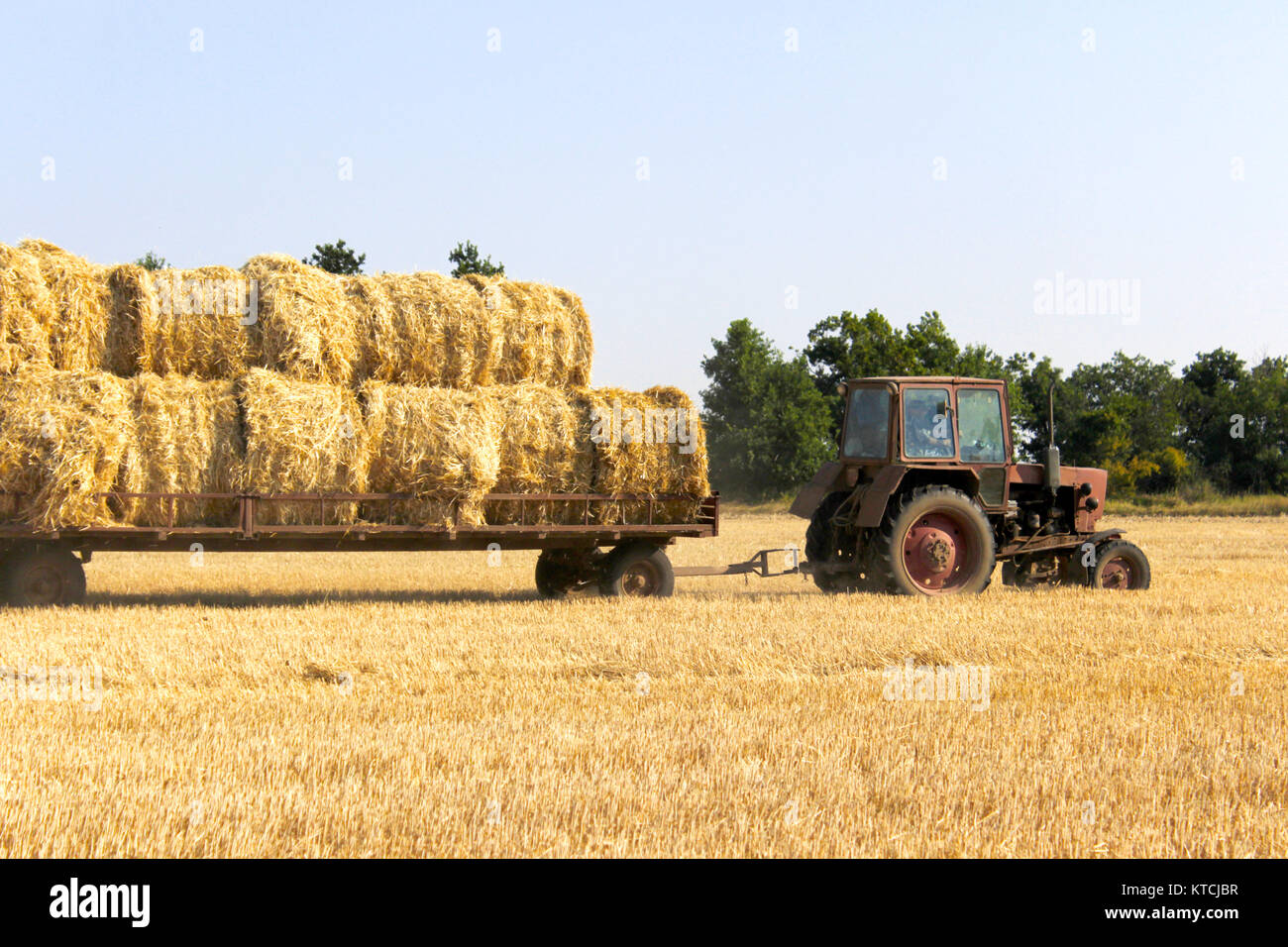Tractor carrying hay bale rolls - stacking them on pile. Agricultural ...