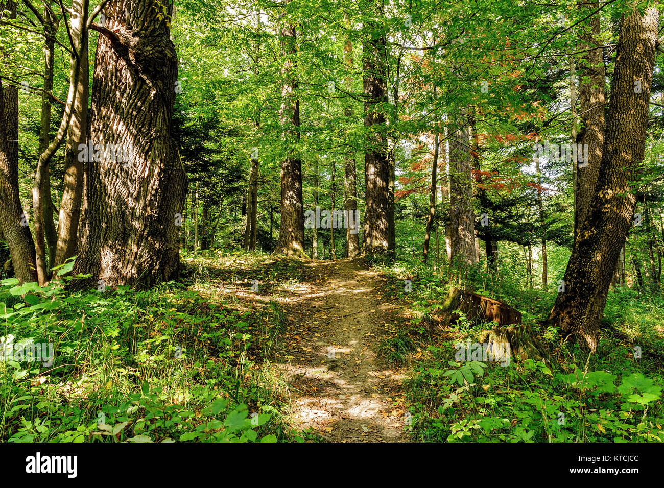 Path Road Way Pathway On Sunny Day In Summer Sunny Forest at Sunset or ...