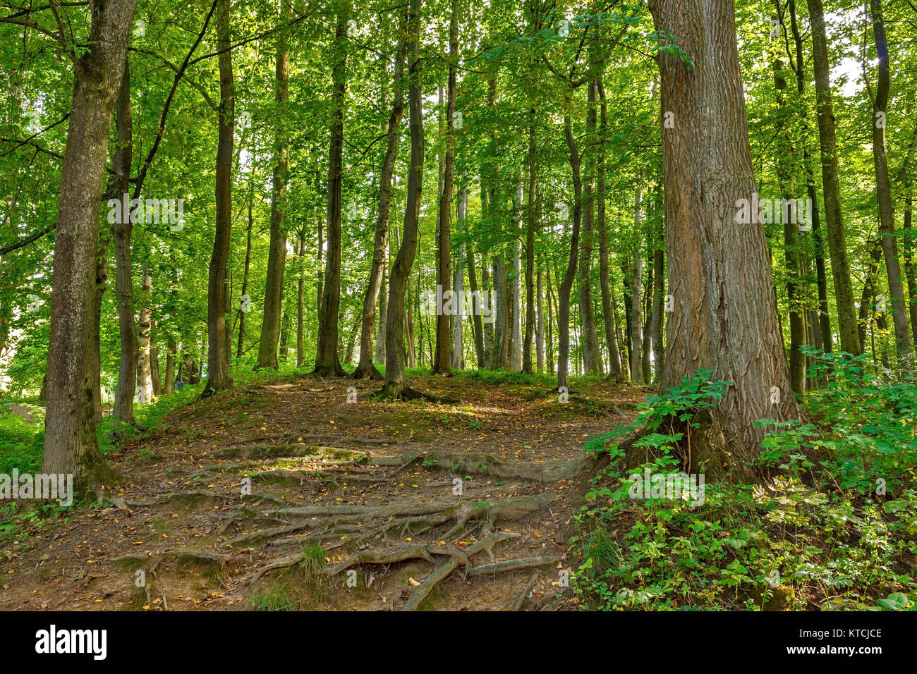 Landscape with rural roads fork in forest Stock Photo - Alamy