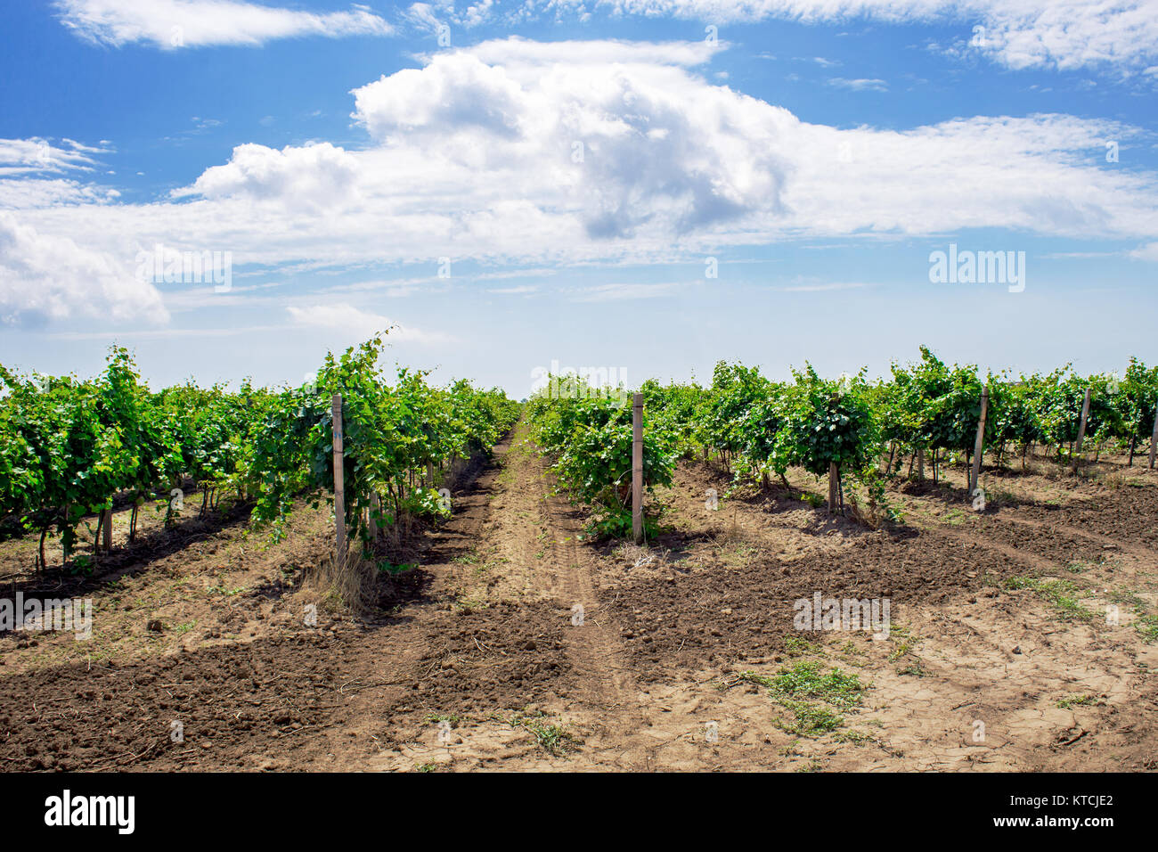 landscape of vineyard, nature background Stock Photo - Alamy