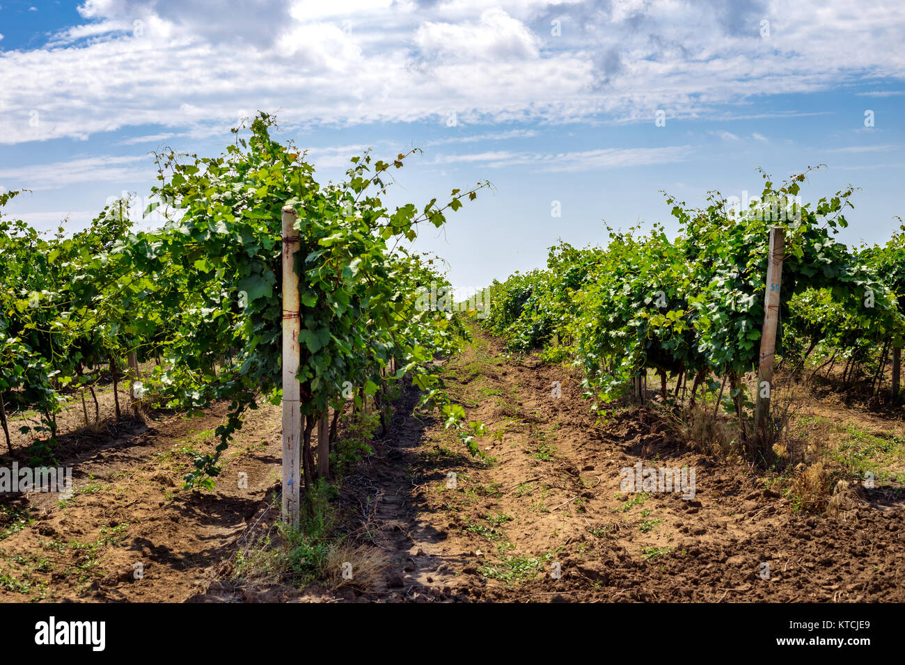 Vineyard on a hill at sunset Stock Photo - Alamy