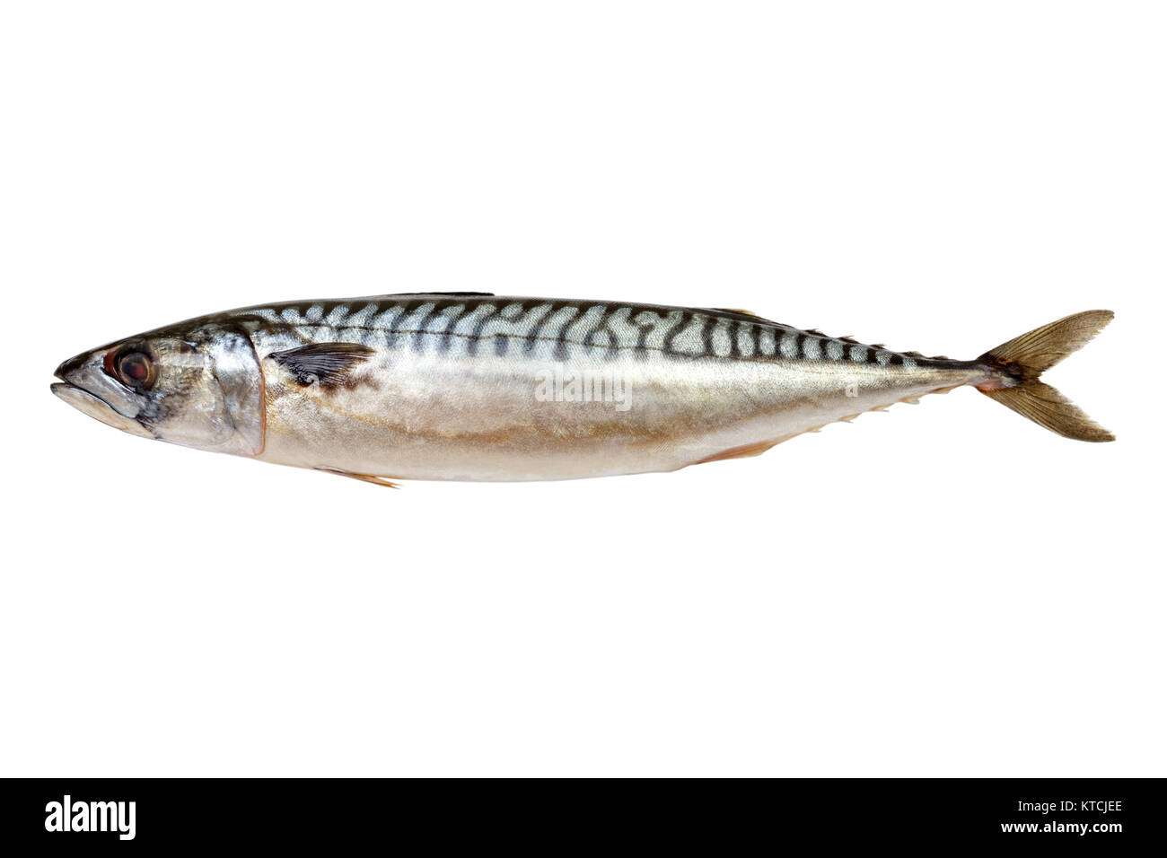 Fresh Mackerel fish isolated on white background Stock Photo - Alamy
