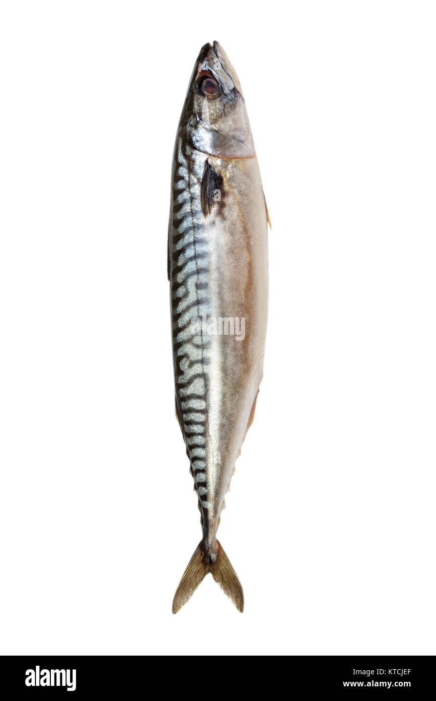 Fresh mackerel fish isolated on white background Stock Photo - Alamy