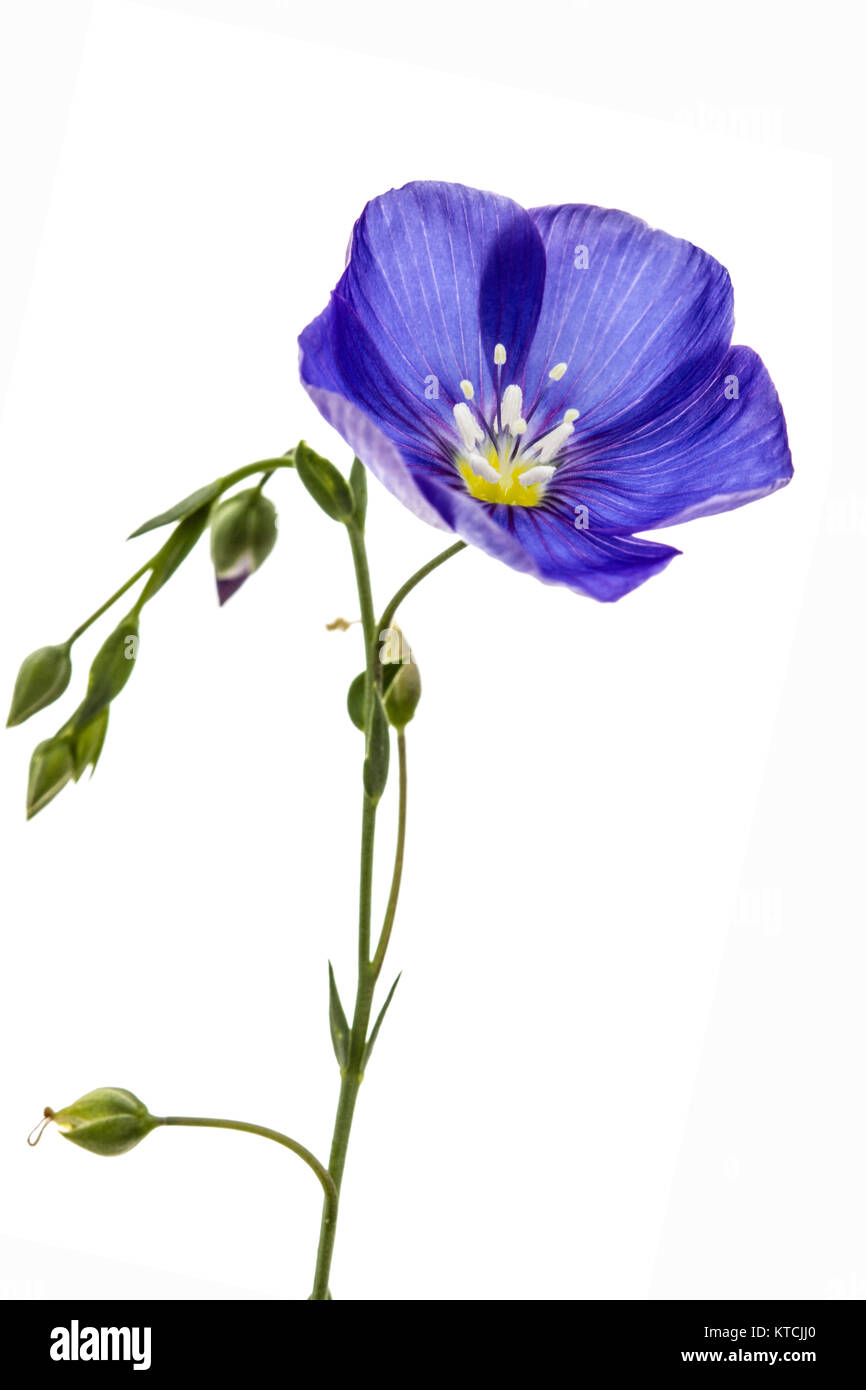 Blue flower of flax, isolated on white background Stock Photo - Alamy