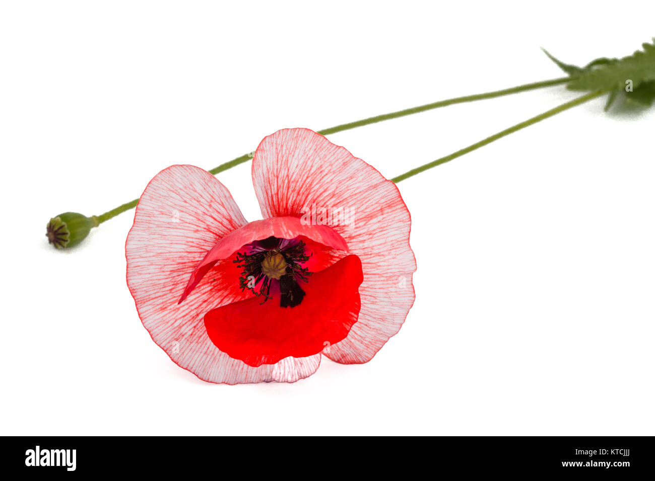 The flower of a poppy with unusual coloring of petals isolated on white ...