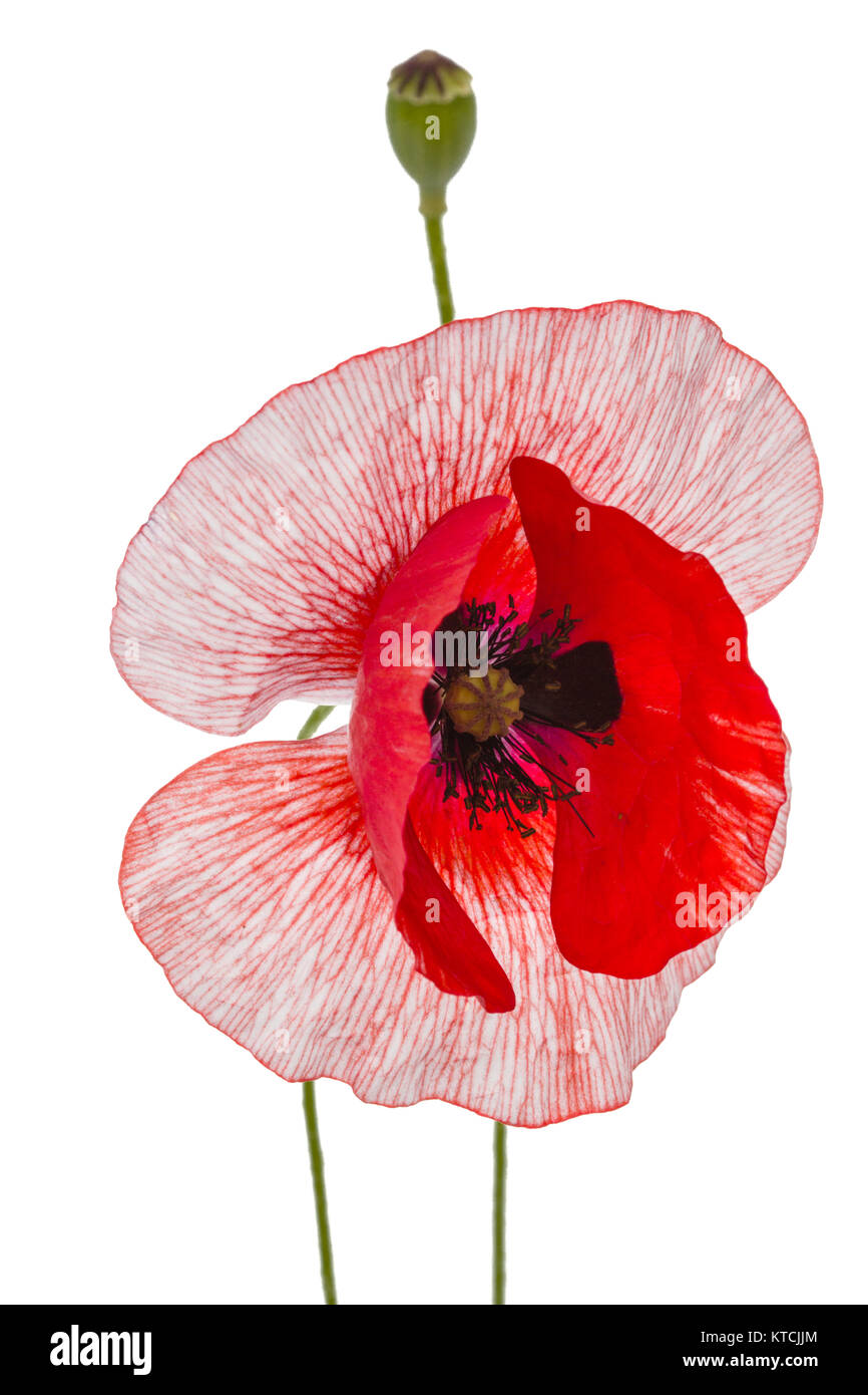 The flower of a poppy with unusual coloring of petals isolated on white ...