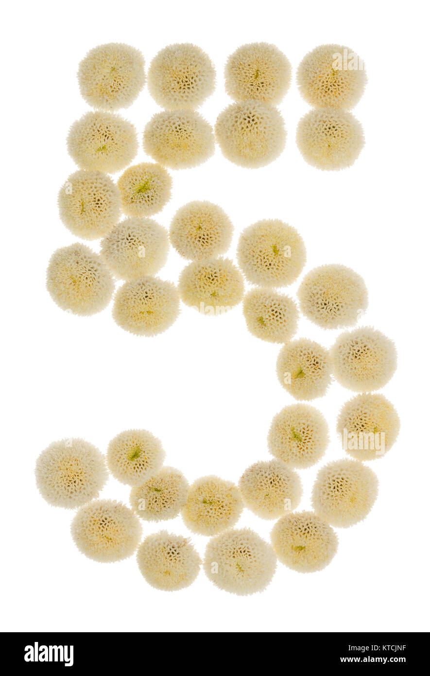 Arabic numeral 5, five, from cream flowers of chrysanthemum, isolated ...