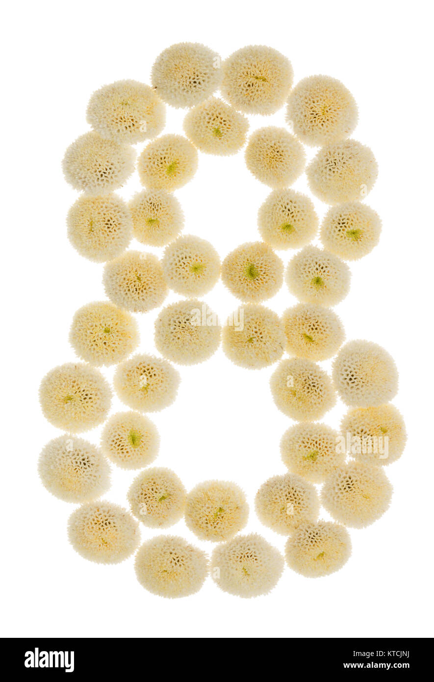 Arabic numeral 8, eight, from cream flowers of chrysanthemum, isolated ...