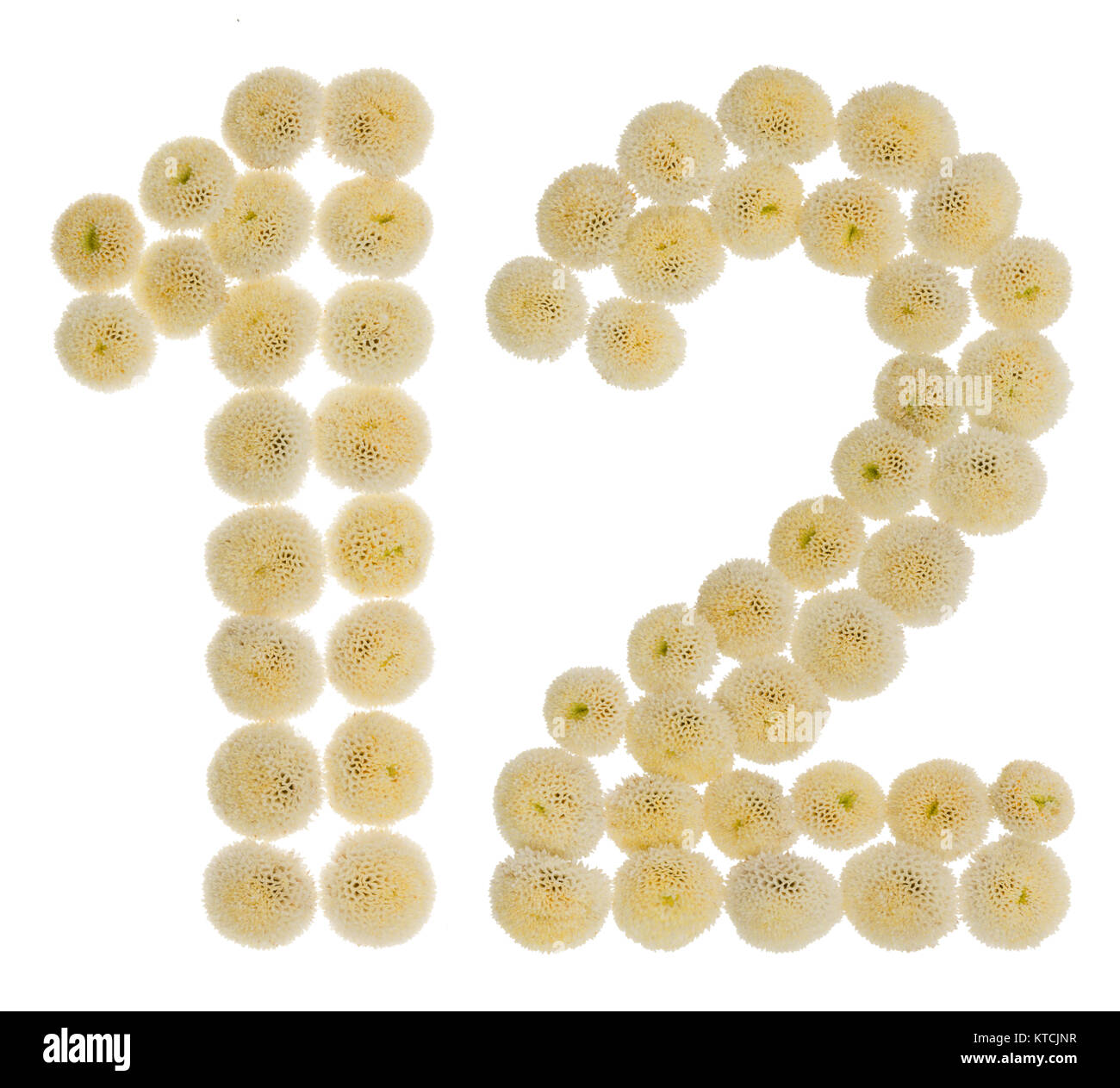 Arabic numeral 12, twelve, from cream flowers of chrysanthemum ...