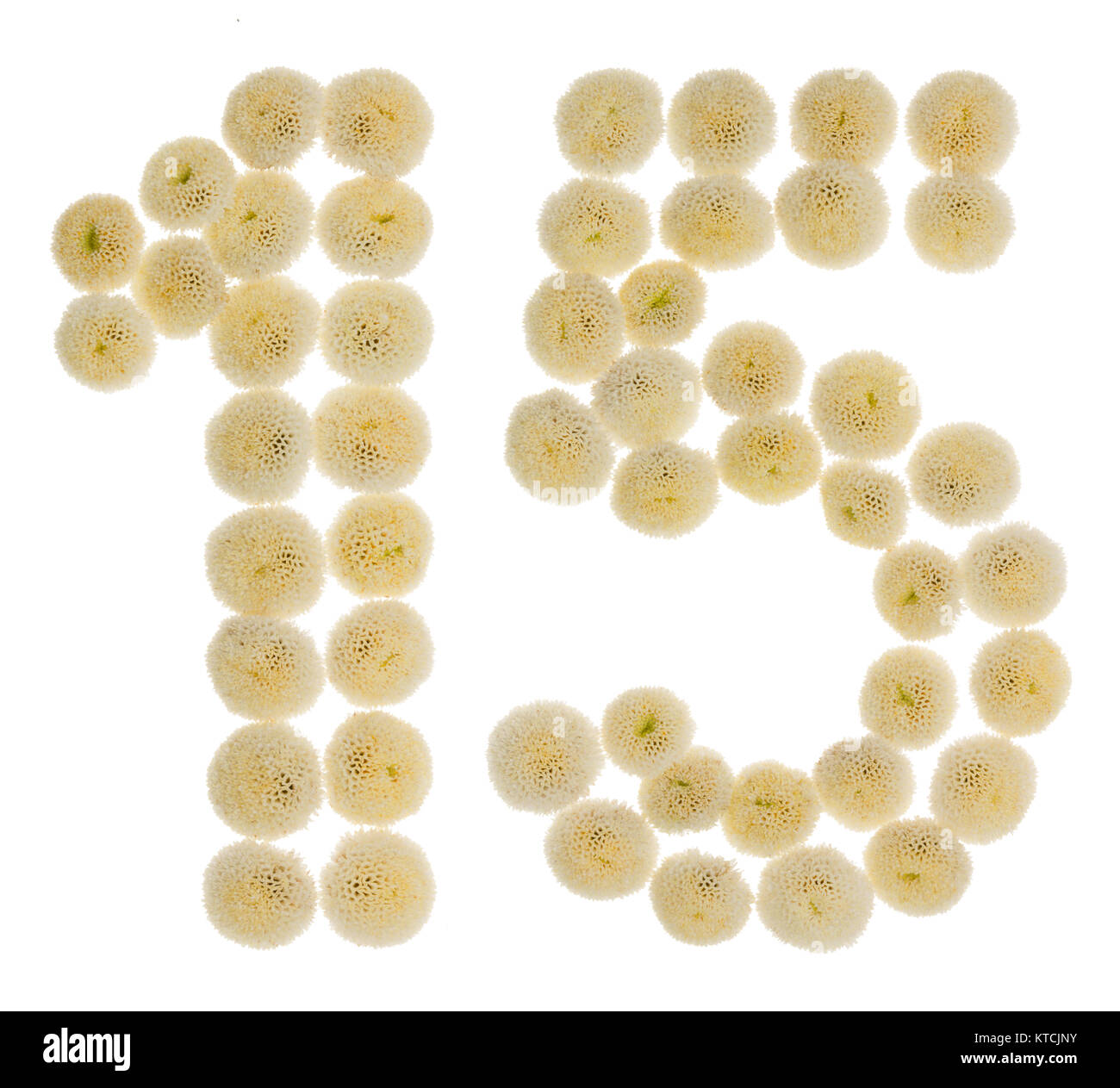 Arabic numeral 15, fifteen, from cream flowers of chrysanthemum ...