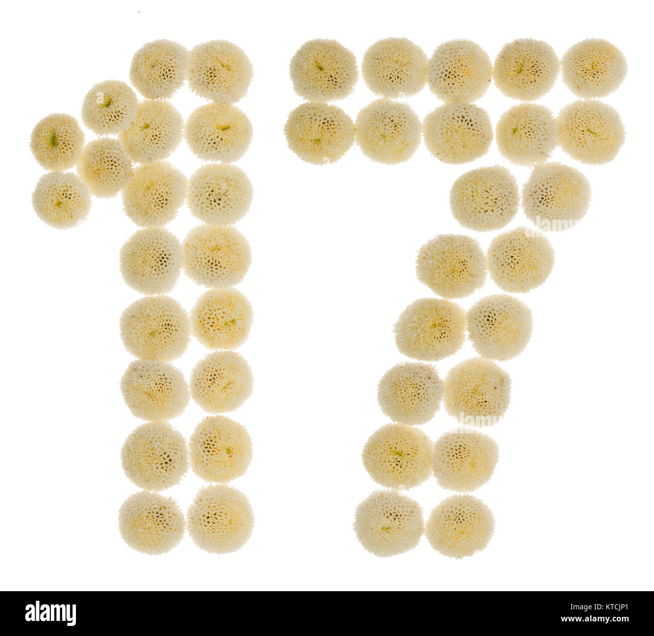 Arabic numeral 17, seventeen, from cream flowers of chrysanthemum ...