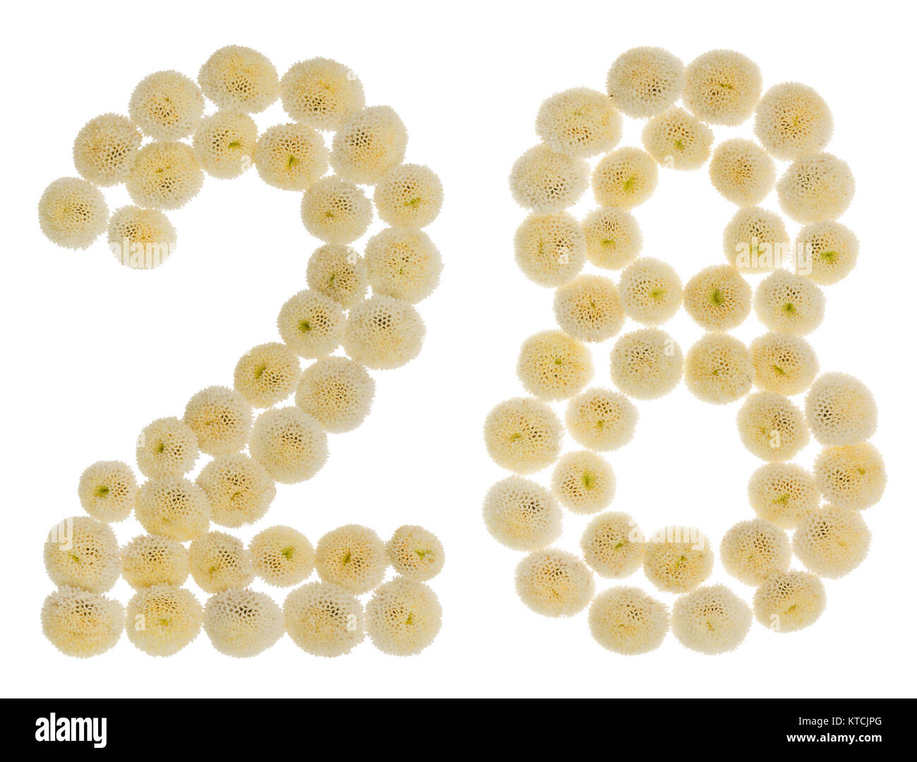 Arabic numeral 28, twenty eight, from cream flowers of chrysanthemum ... Arabic numeral 28, twenty eight, from cream flowers of chrysanthemum ...