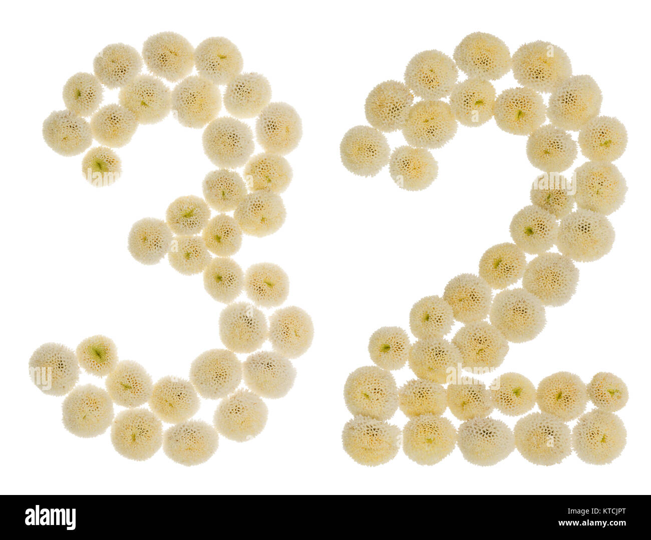 Arabic numeral 32, thirty two, from cream flowers of chrysanthemum ...