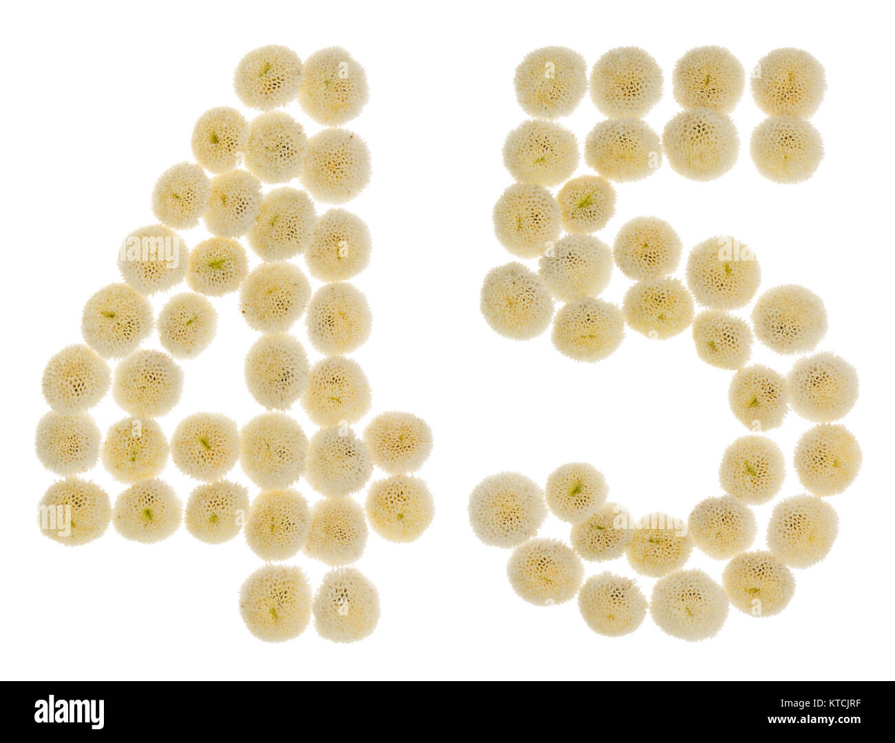 Arabic numeral 45, forty five, from cream flowers of chrysanthemum ...