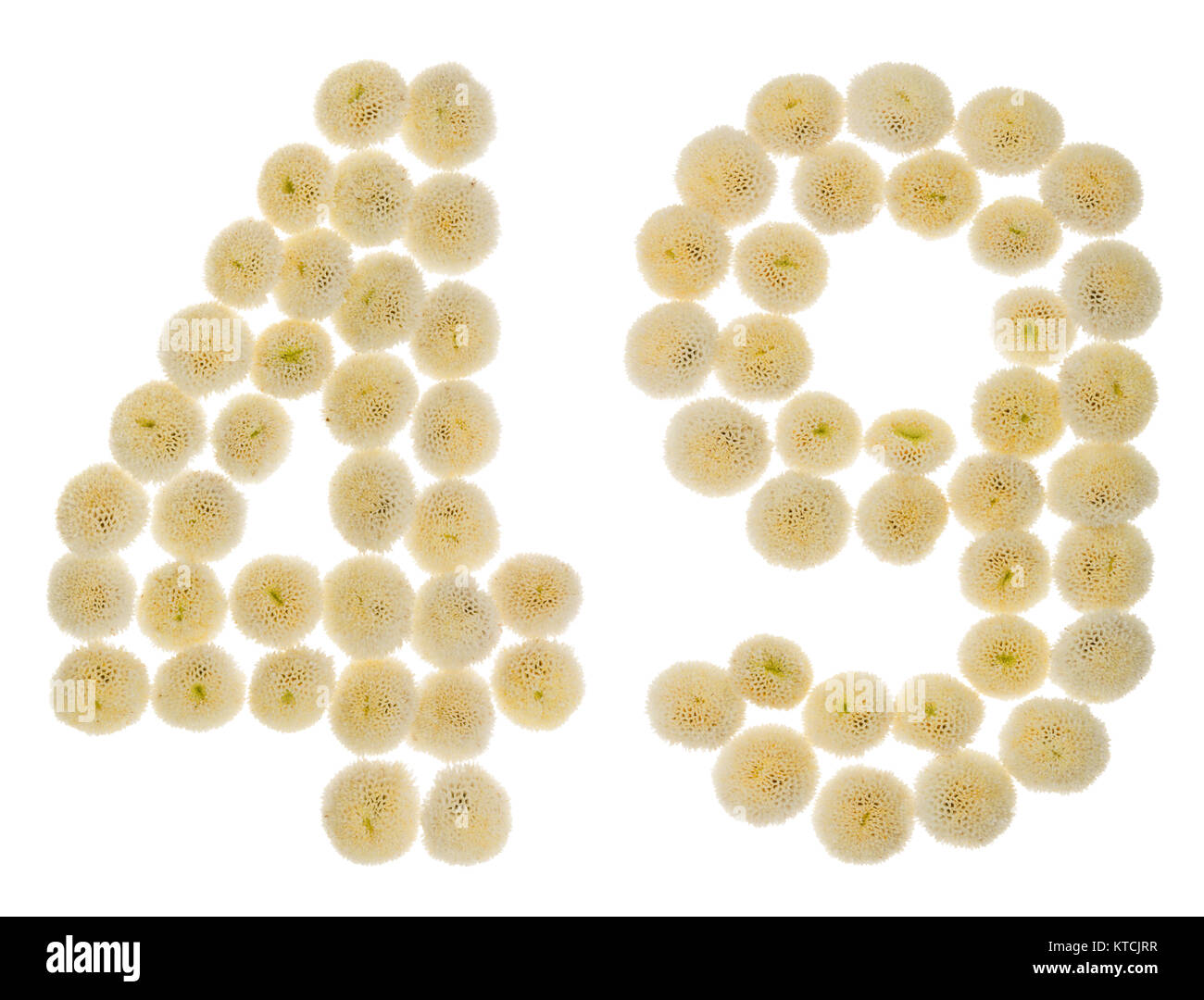 Arabic numeral 49, forty nine, from cream flowers of chrysanthemum ...