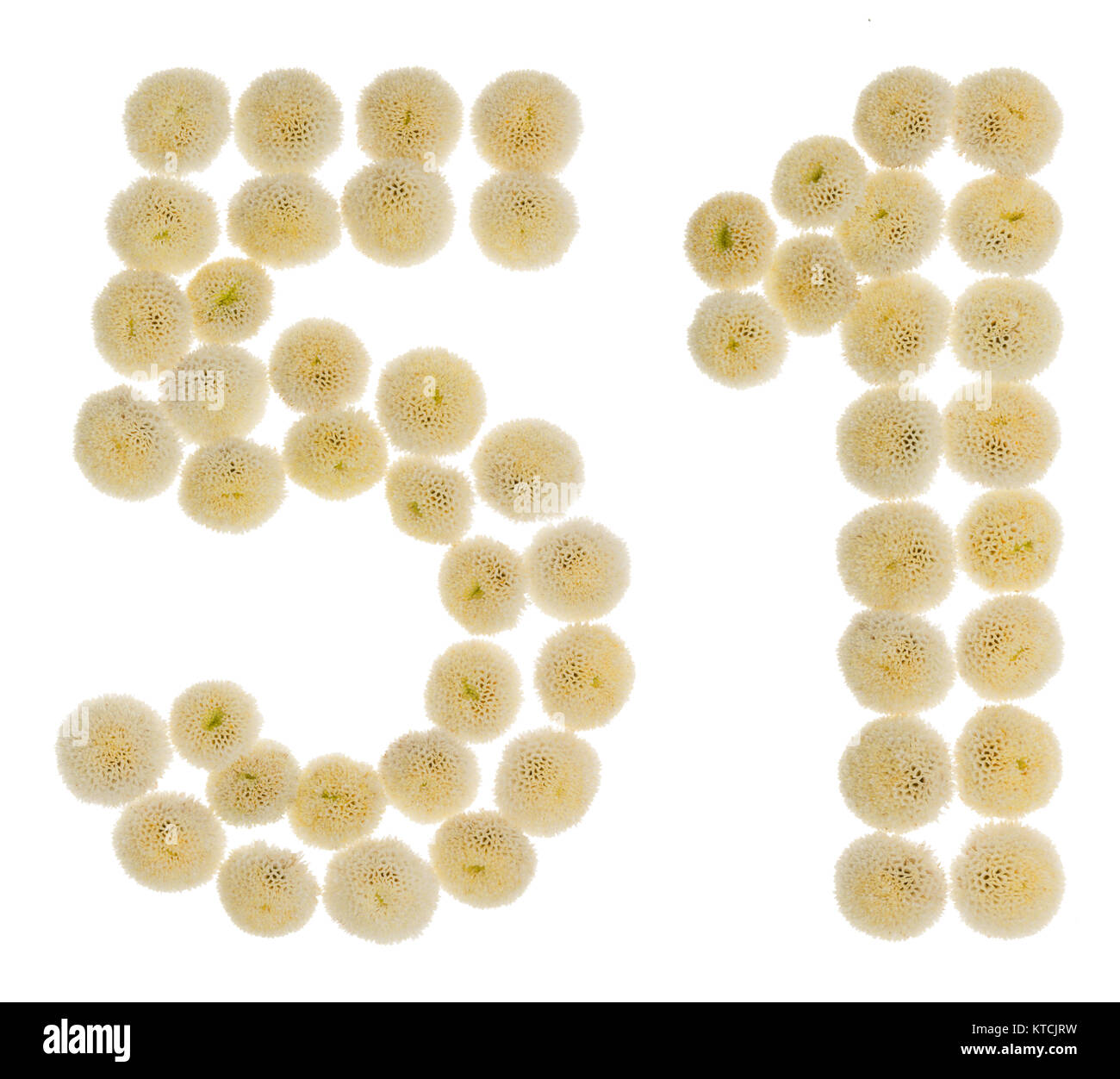 Arabic numeral 51, fifty one, from cream flowers of chrysanthemum ...