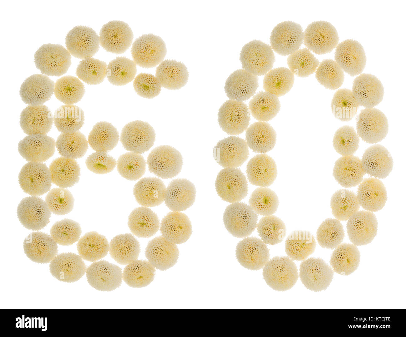 Arabic numeral 60, sixty, from cream flowers of chrysanthemum, isolated ...