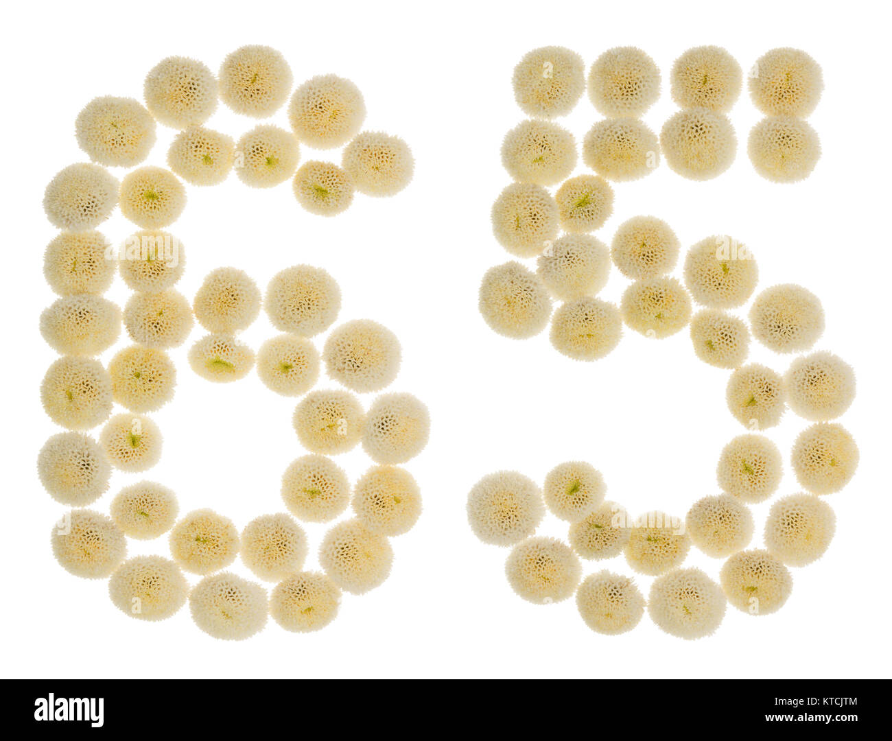 Arabic numeral 65, sixty five, from cream flowers of chrysanthemum ...