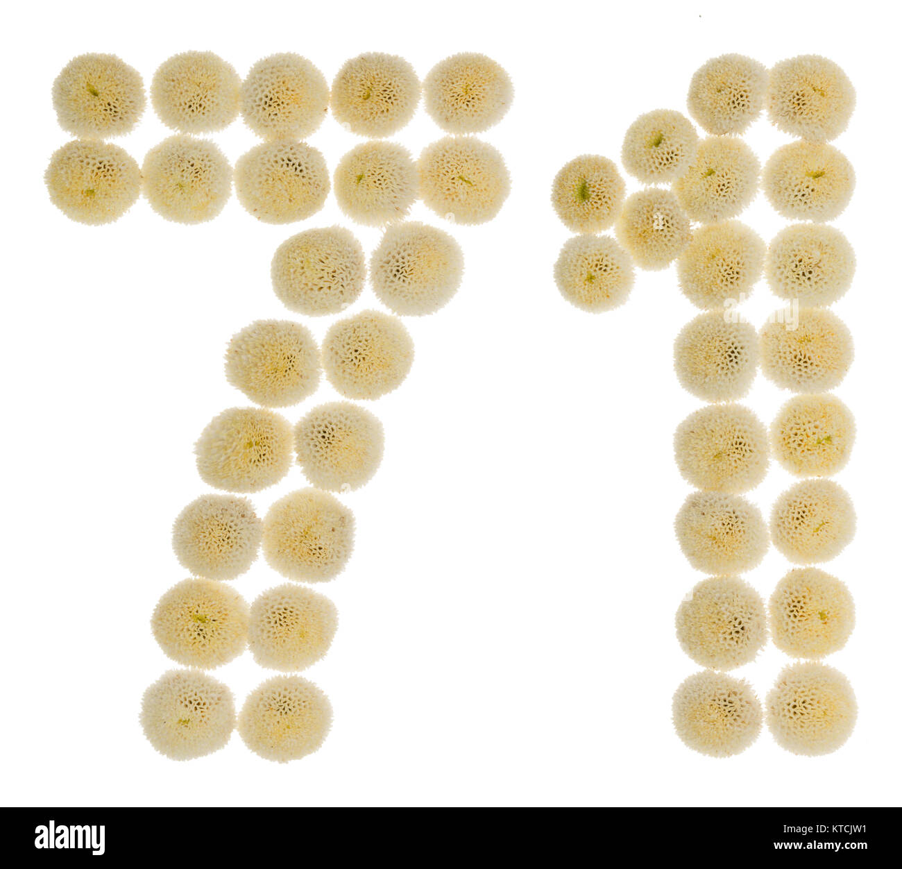 Arabic numeral 71, seventy one, from cream flowers of chrysanthemum ...