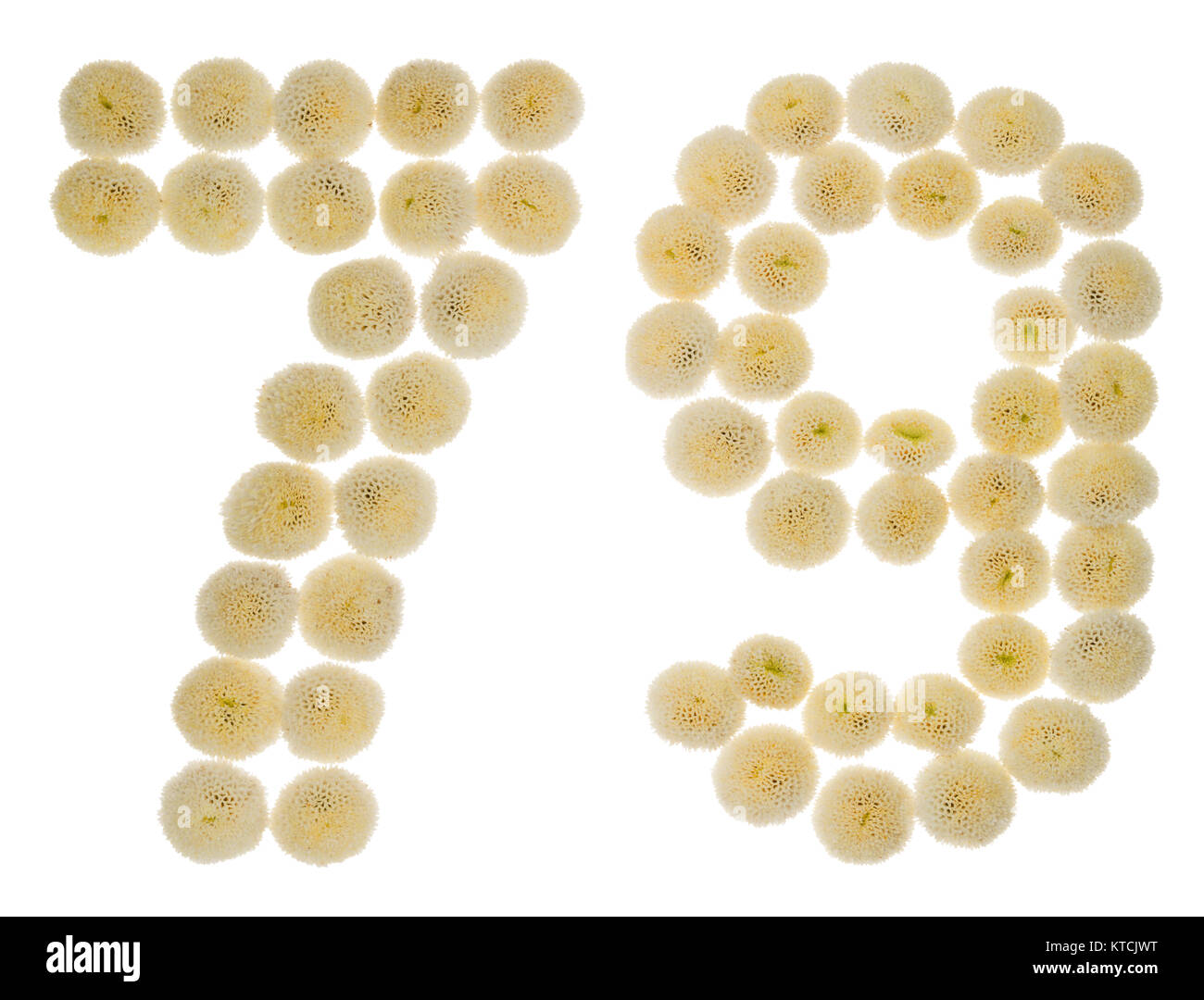 Arabic numeral 79, seventy nine, from cream flowers of chrysanthemum ...