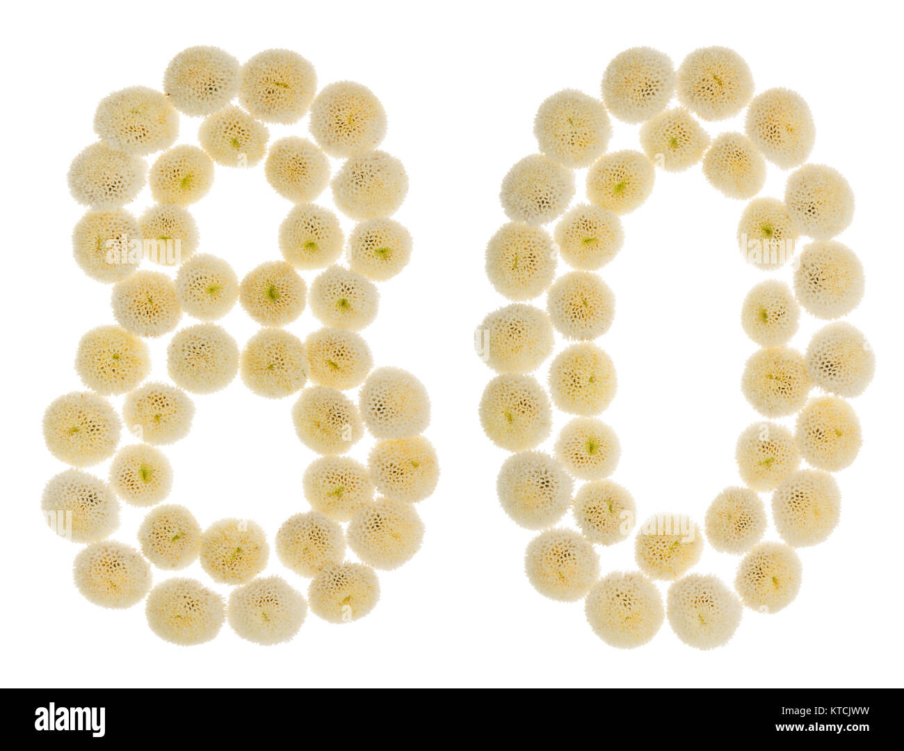 Arabic numeral 80, eighty, from cream flowers of chrysanthemum ...