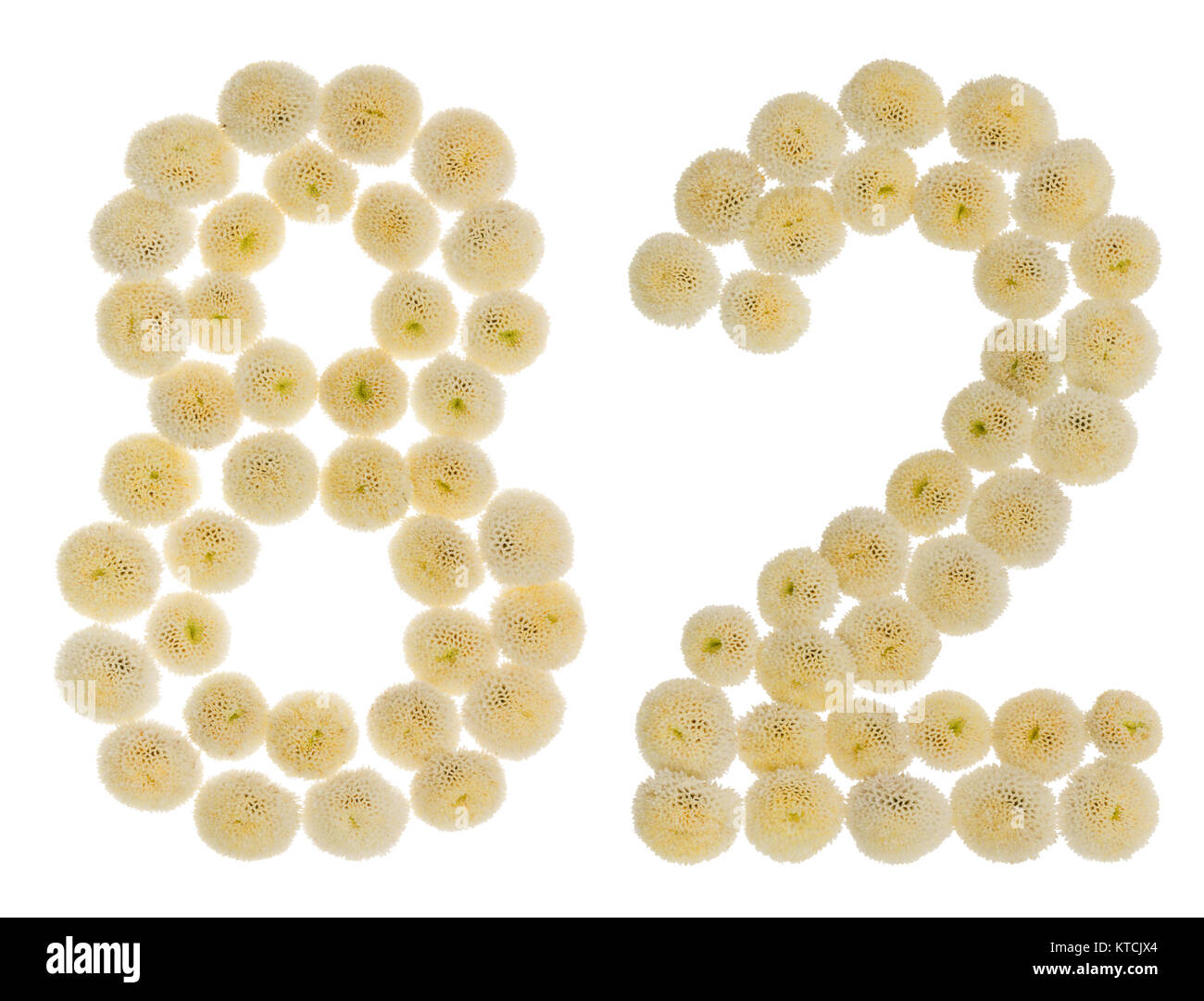 Arabic numeral 82, eighty two, from cream flowers of chrysanthemum ...
