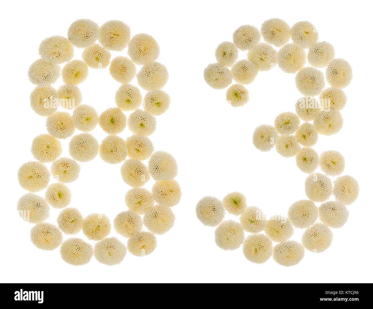 Arabic numeral 83, eighty three, from cream flowers of chrysanthemum ...