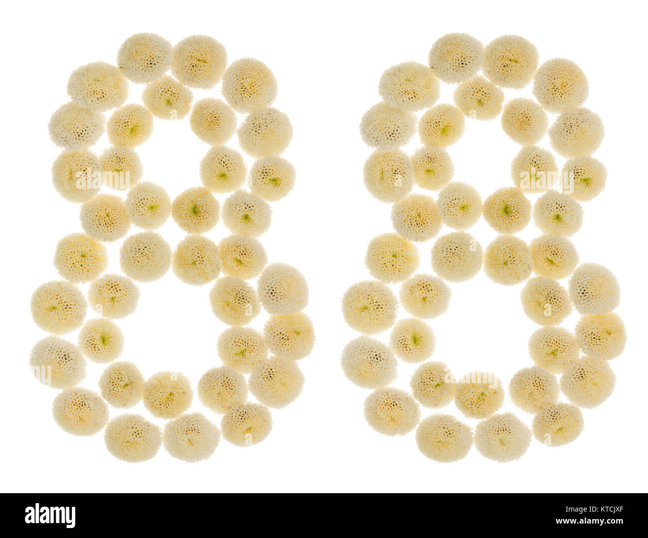 Arabic numeral 88, eighty eight, from cream flowers of chrysanthemum ...