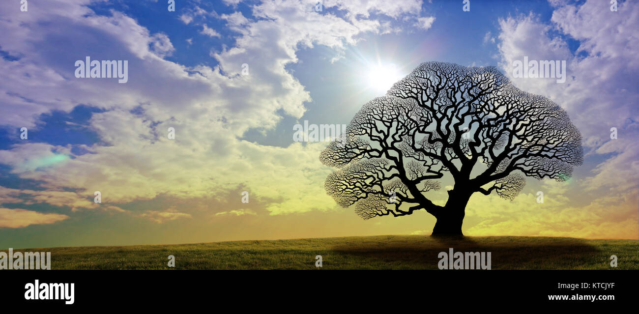 Mighty Oak High Resolution Stock Photography and Images - Alamy
