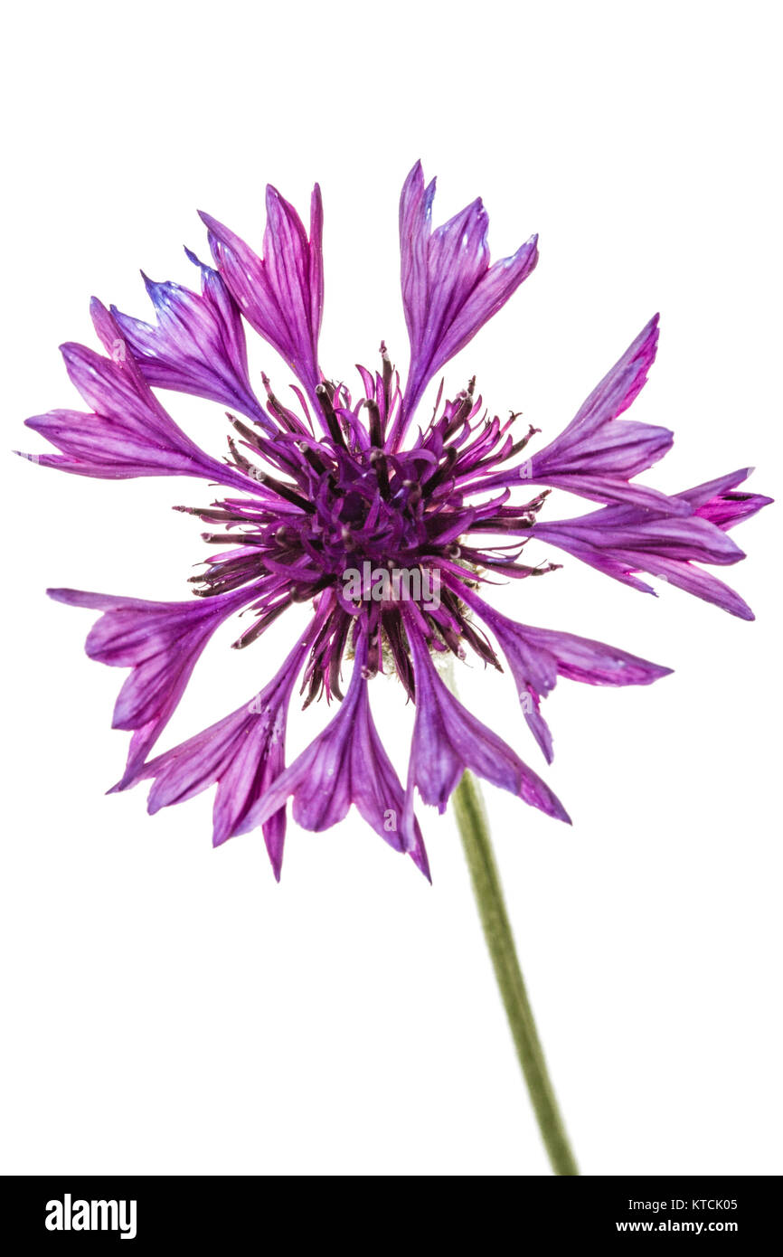 Violet flower of cornflower, lat. Centaurea, isolated on white ...
